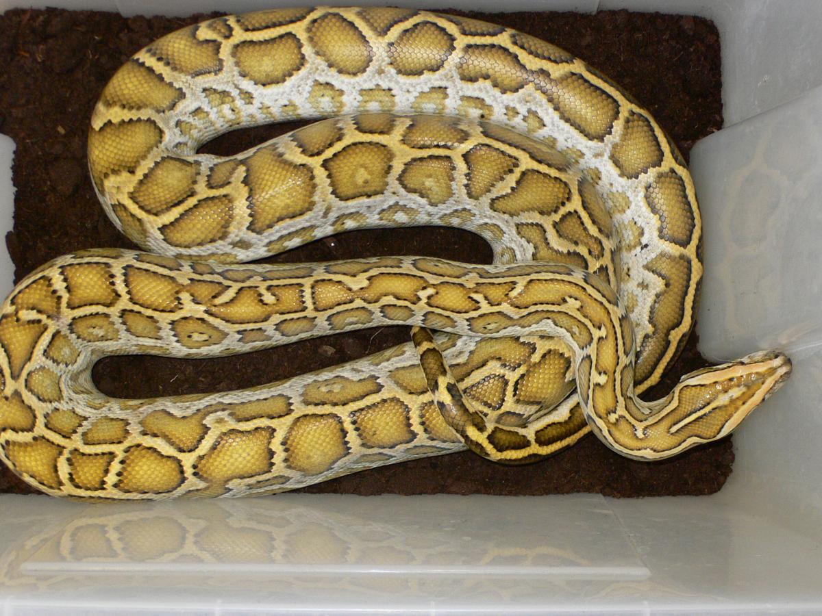 Python Bivittatus – Maus&Reptil Haus