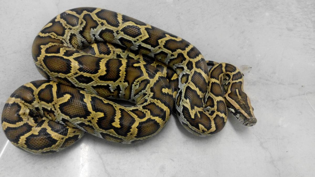 Python Bivittatus – Maus&Reptil Haus